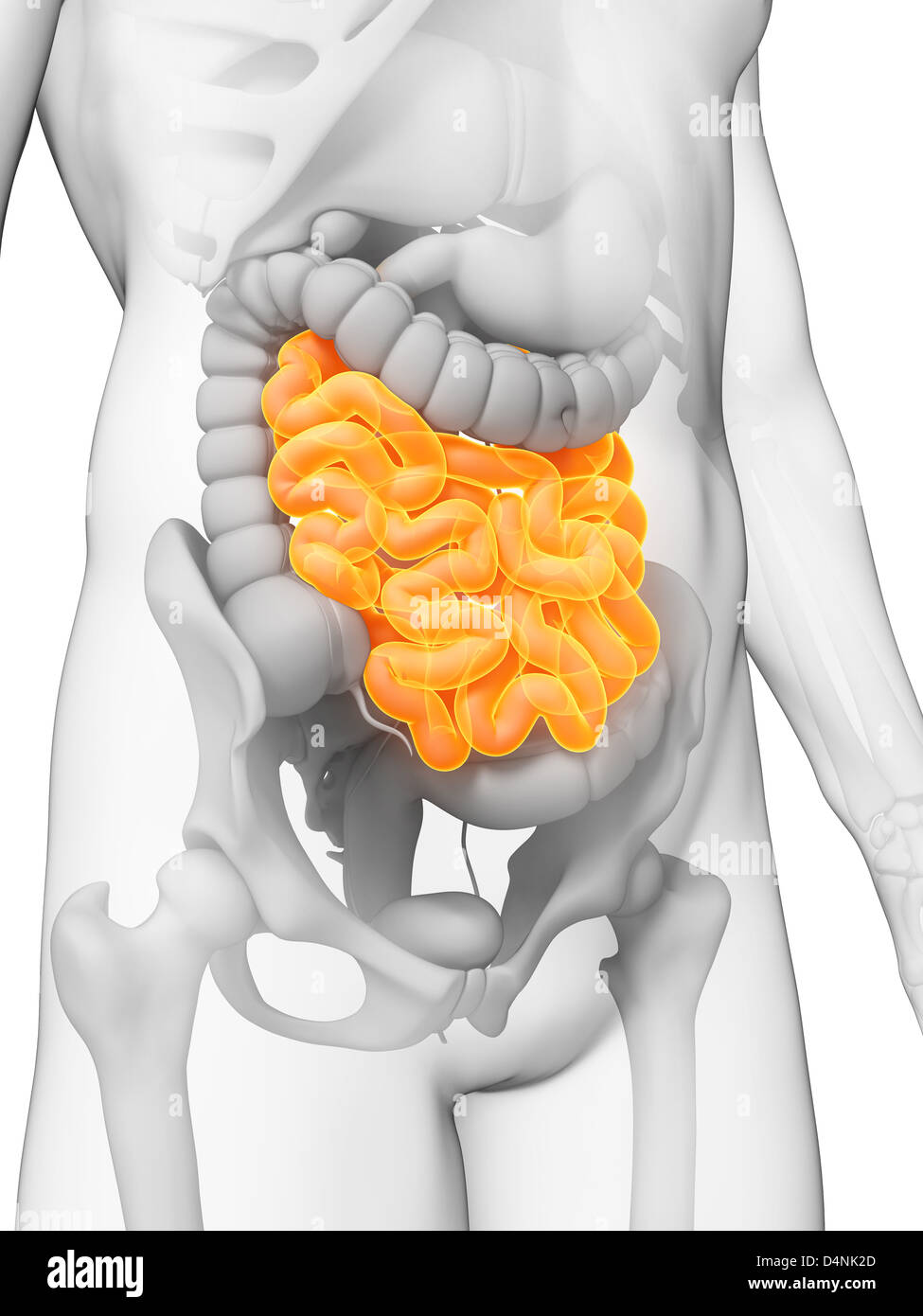 Human small intestine Stock Photo - Alamy
