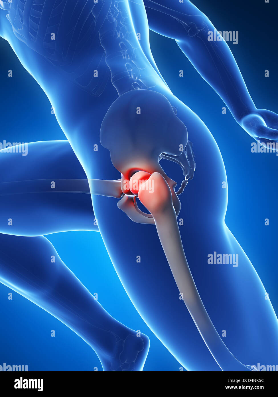 Hip joint anatomy hi-res stock photography and images - Alamy