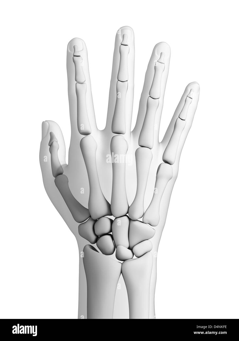 Human fingers anatomy hi-res stock photography and images - Alamy