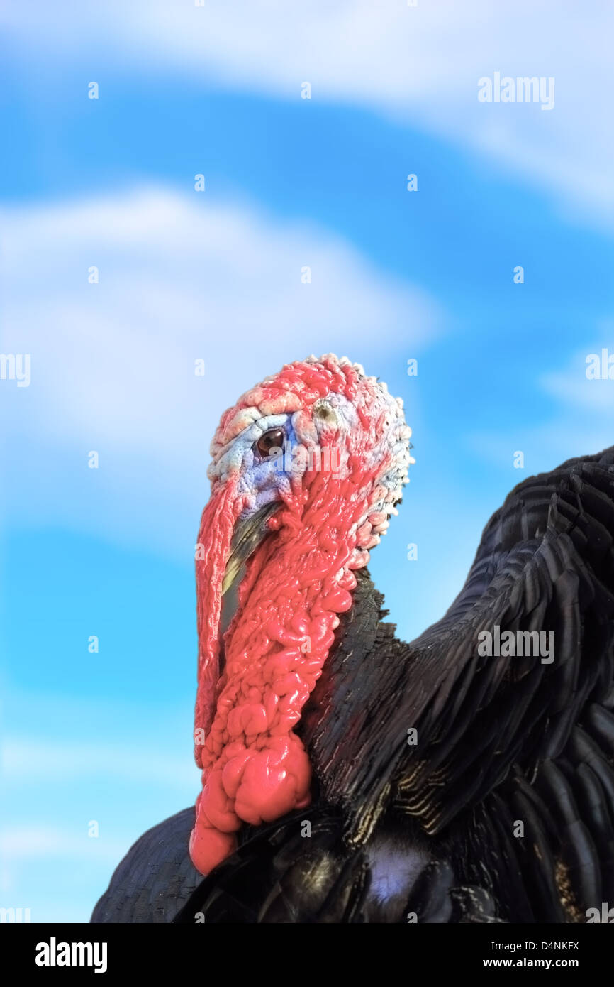 portrait of a big beautiful turkey male over the blue sky Stock Photo ...
