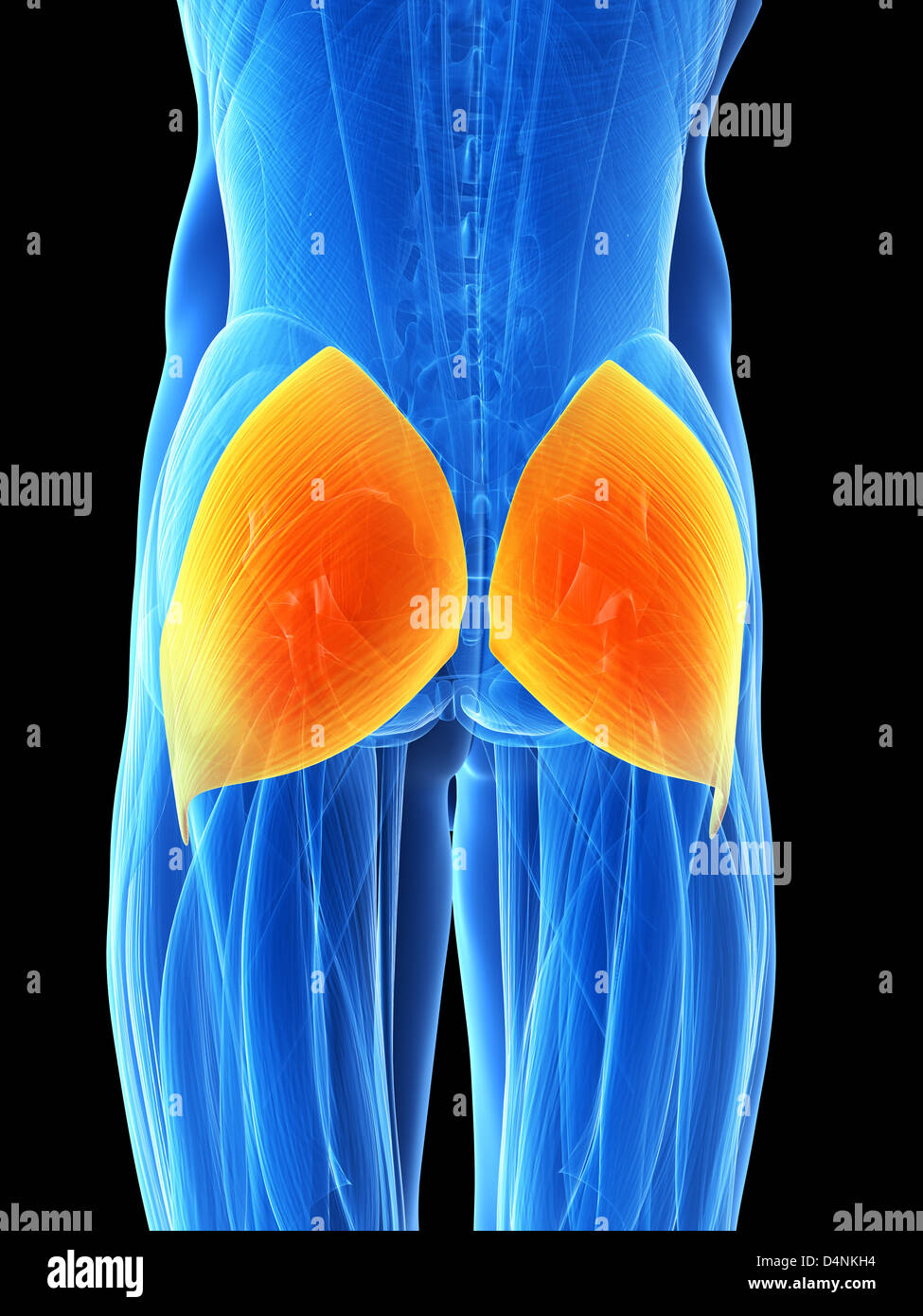 Human gluteus maximus Stock Photo - Alamy