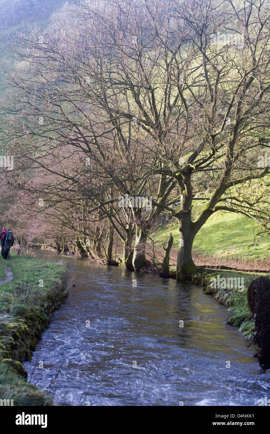 Ash Trees growing by the banks of The River Dove y Dovedale Peak ...
