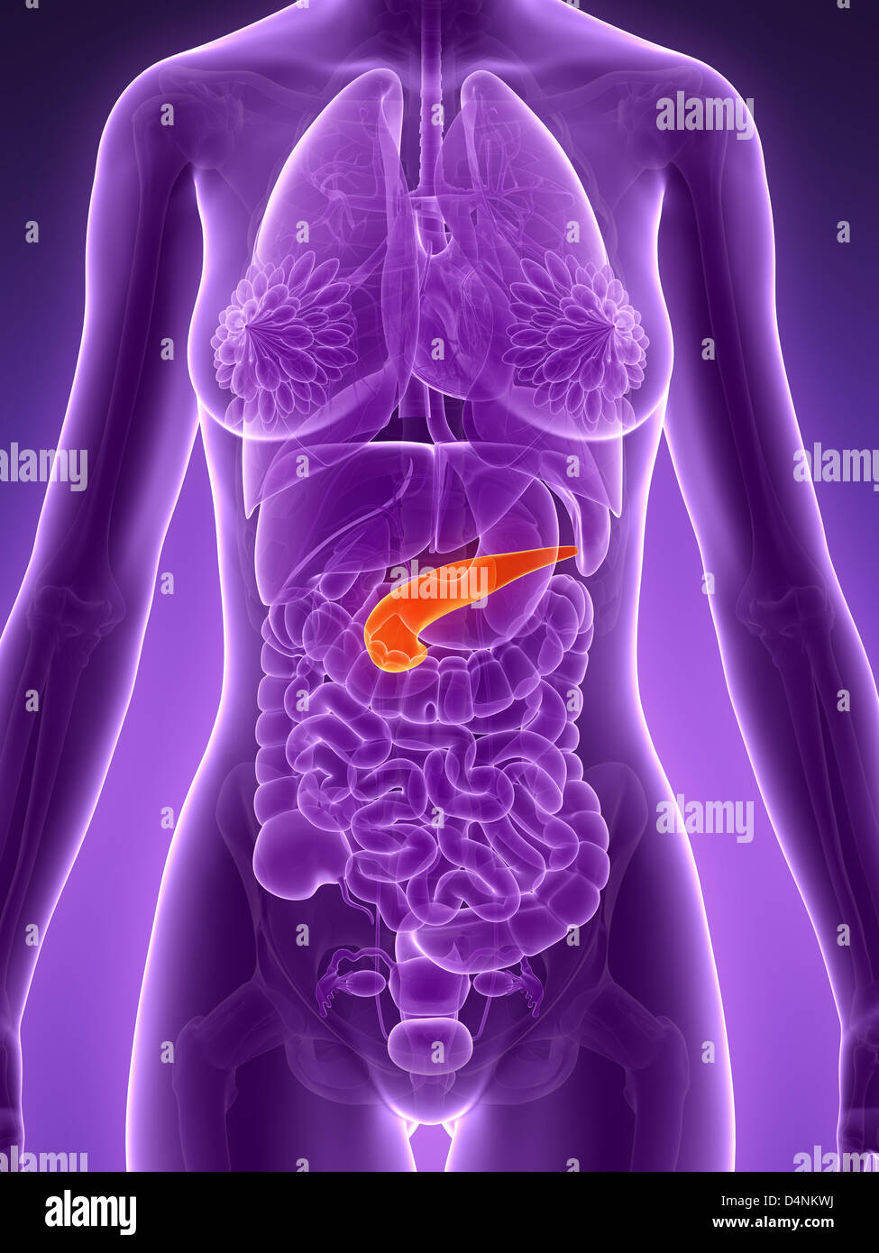 Female pancreas Stock Photo - Alamy Female pancreas Stock Photo - Alamy