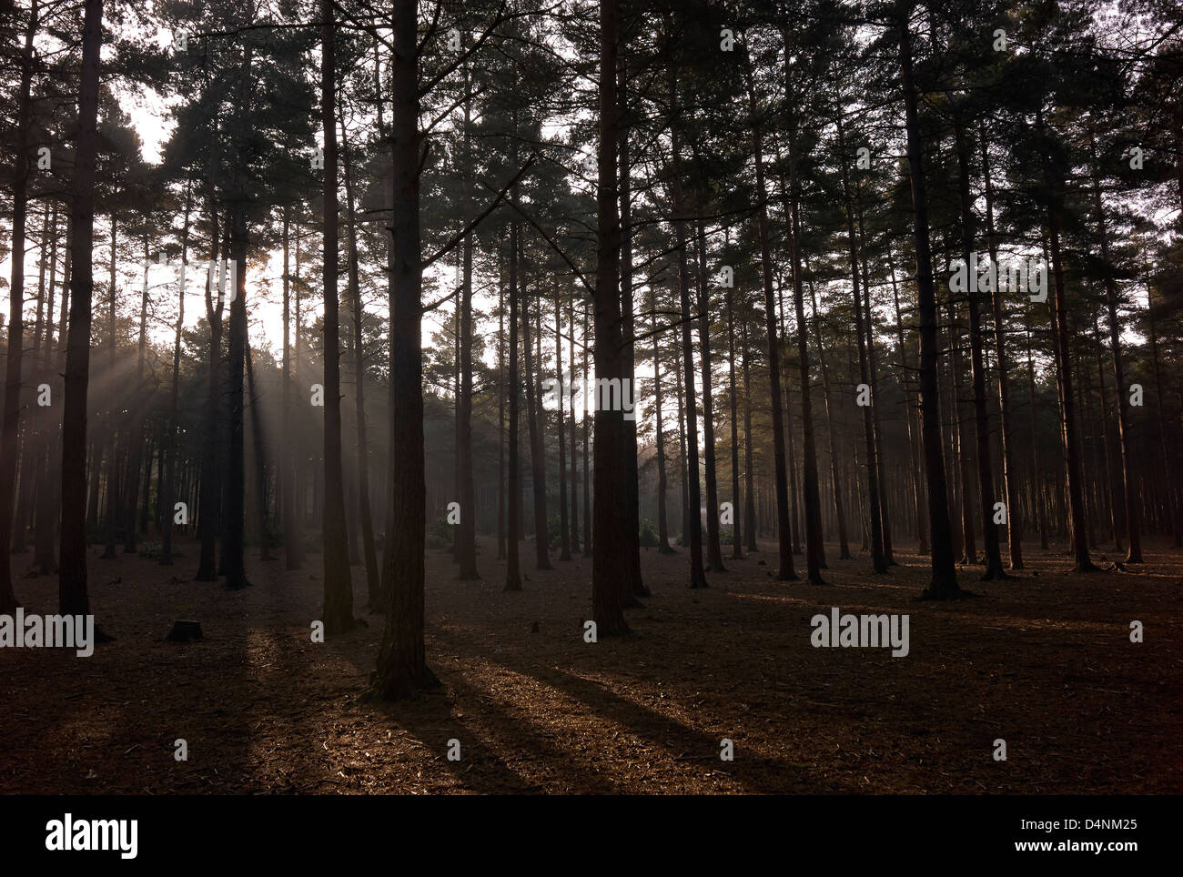 Russet woods hi-res stock photography and images - Alamy