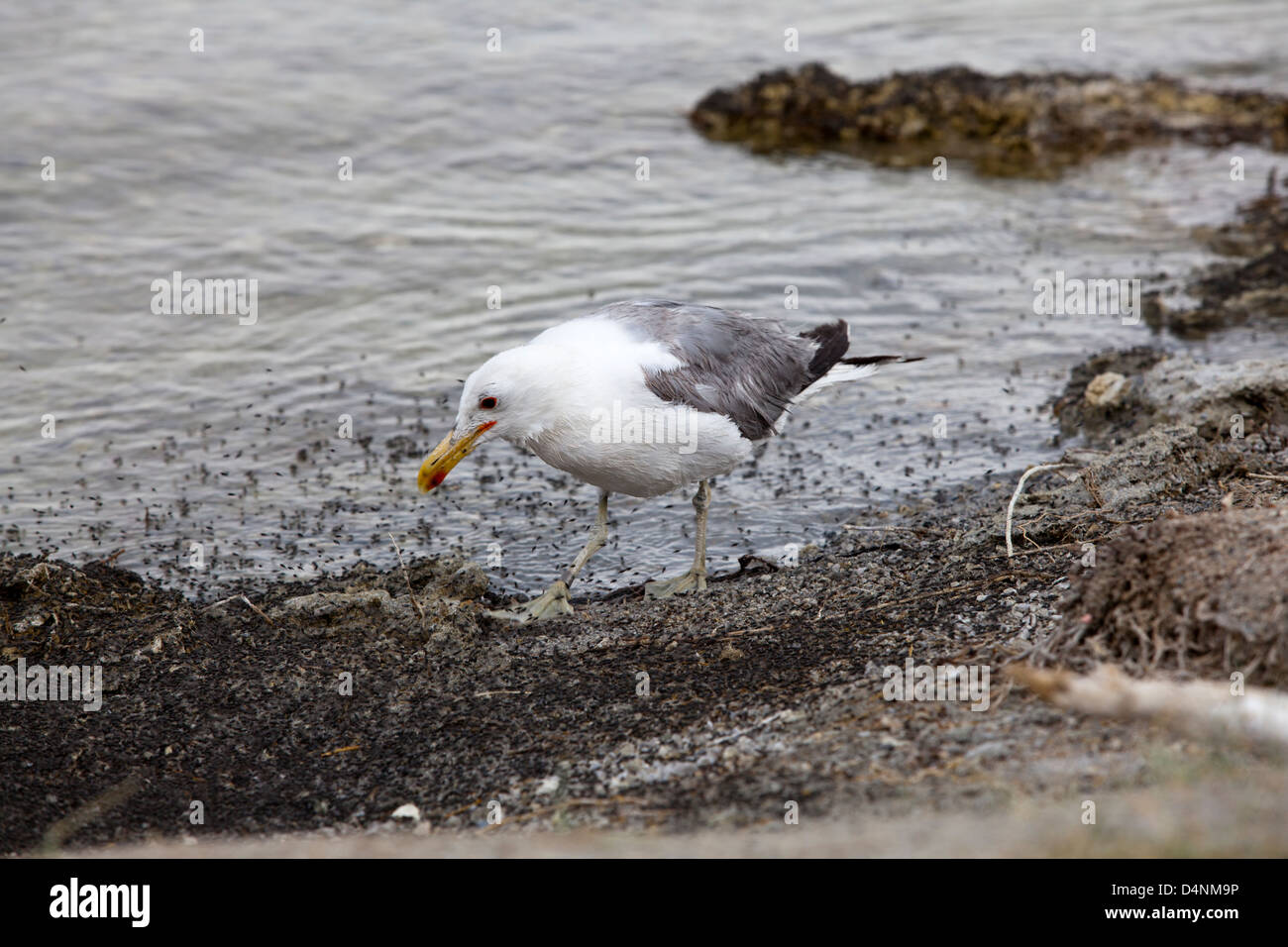Mono lake california alkali flies hi-res stock photography and images ...