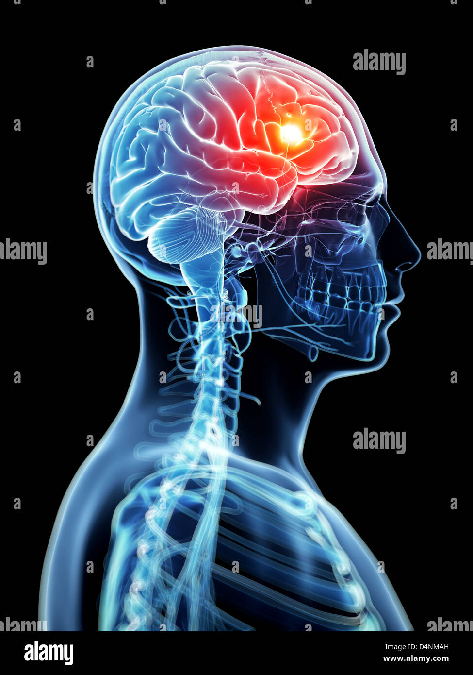Cerebral cortex hi-res stock photography and images - Alamy