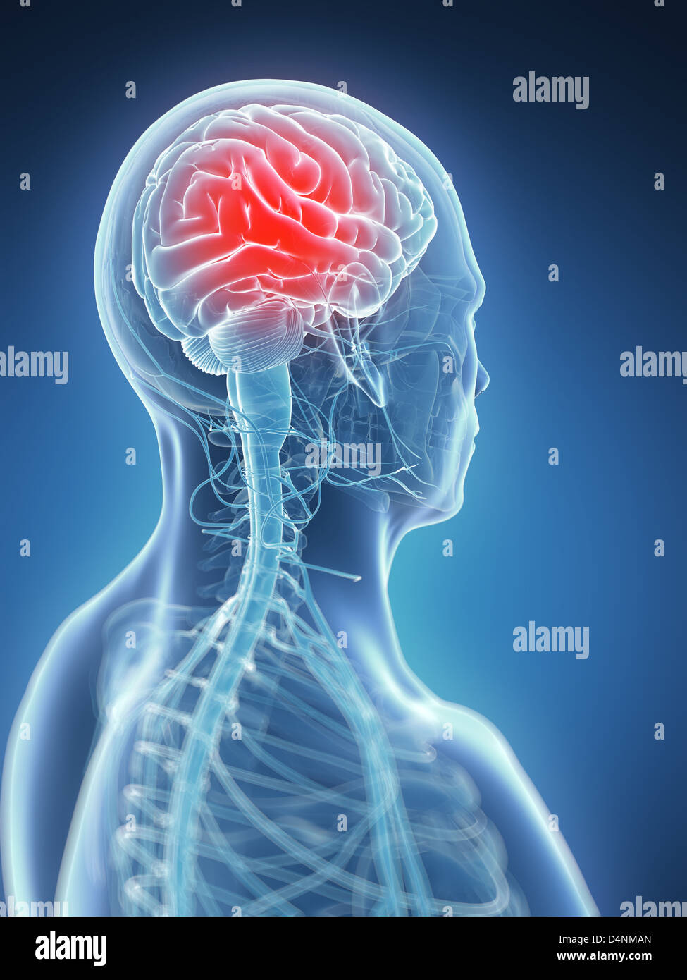 Human headache anatomy hi-res stock photography and images - Alamy