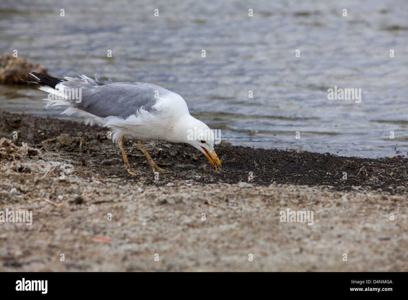 Mono lake california alkali flies hi-res stock photography and images ...