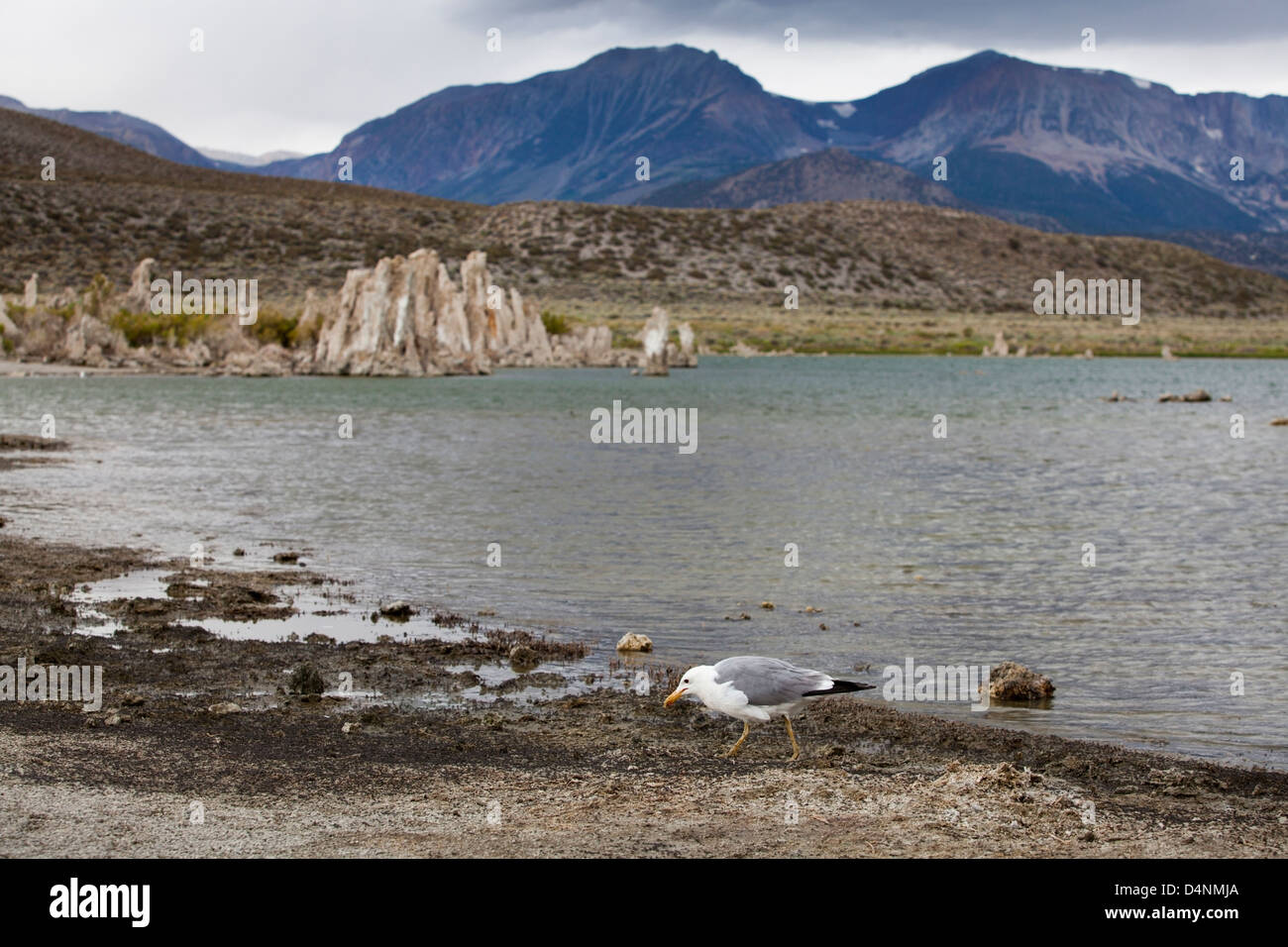 A California Gull eating alkali flies at Mono Lake, California, USA ...