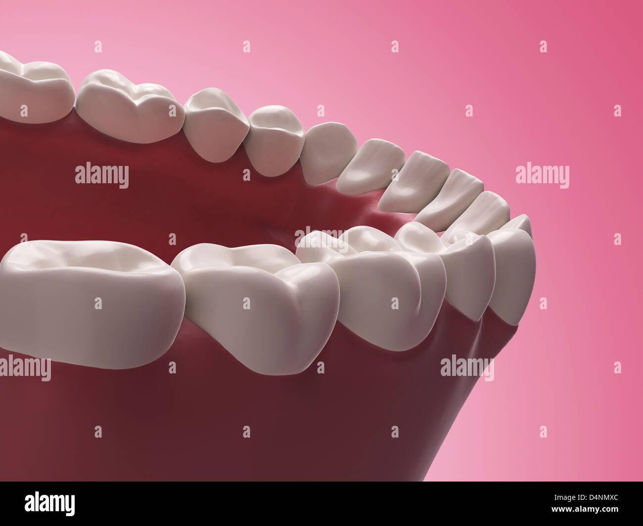 Lower gingiva hi-res stock photography and images - Alamy