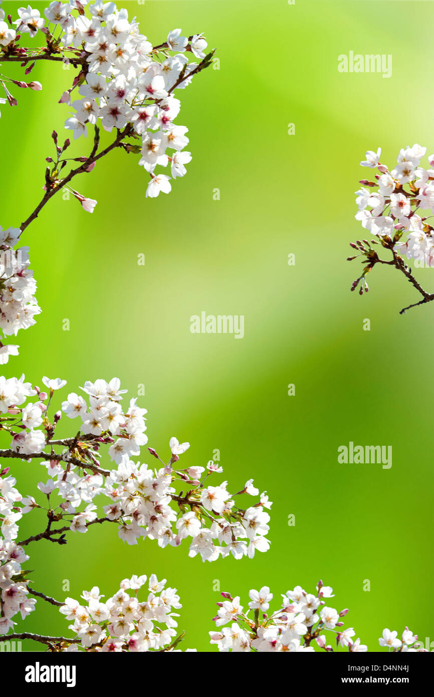 Rosacea tree hi-res stock photography and images - Alamy