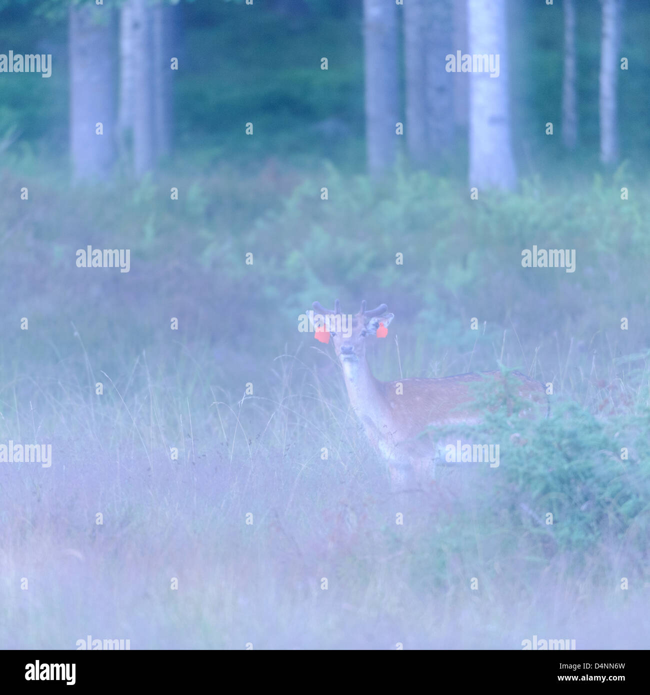 Deer in forest Djurö Nationalpark, Vänern, Sweden, Europe Stock Photo ...