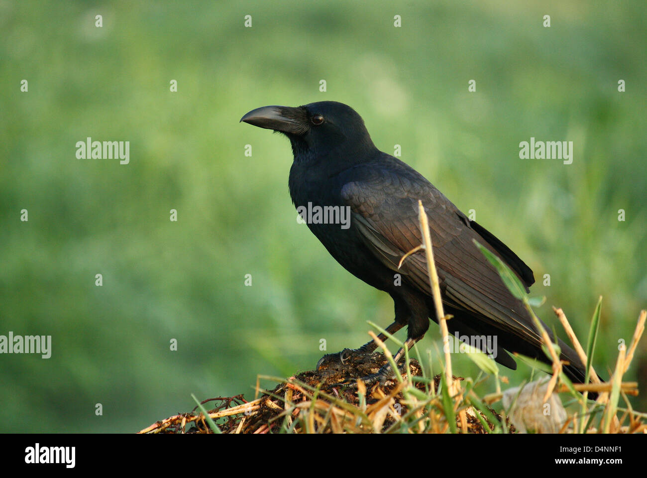 India crow scavenger hi-res stock photography and images - Alamy