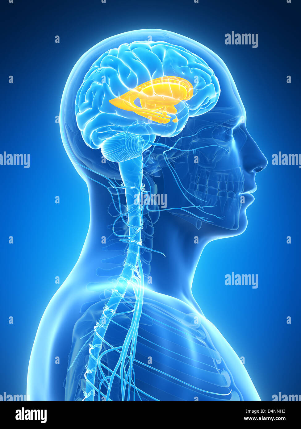 Inner brain anatomy Stock Photo - Alamy