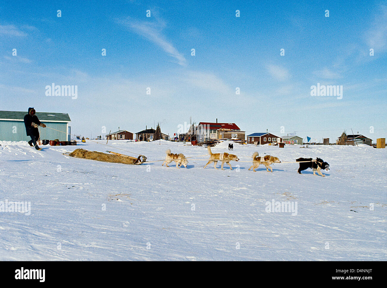 First Nation aboriginal Indian going out with his dogs and dog sled for ...