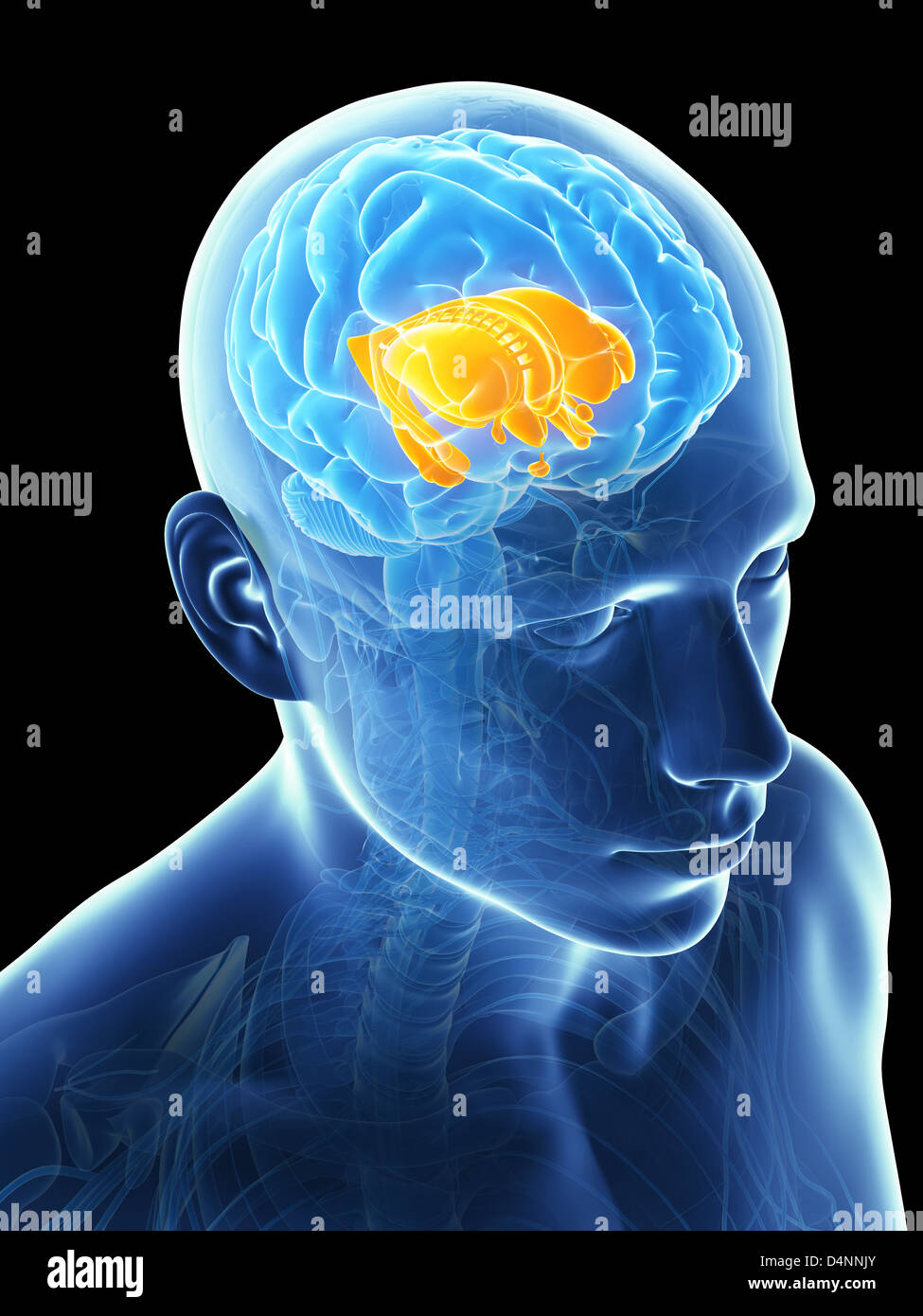 Inner brain parts Stock Photo - Alamy