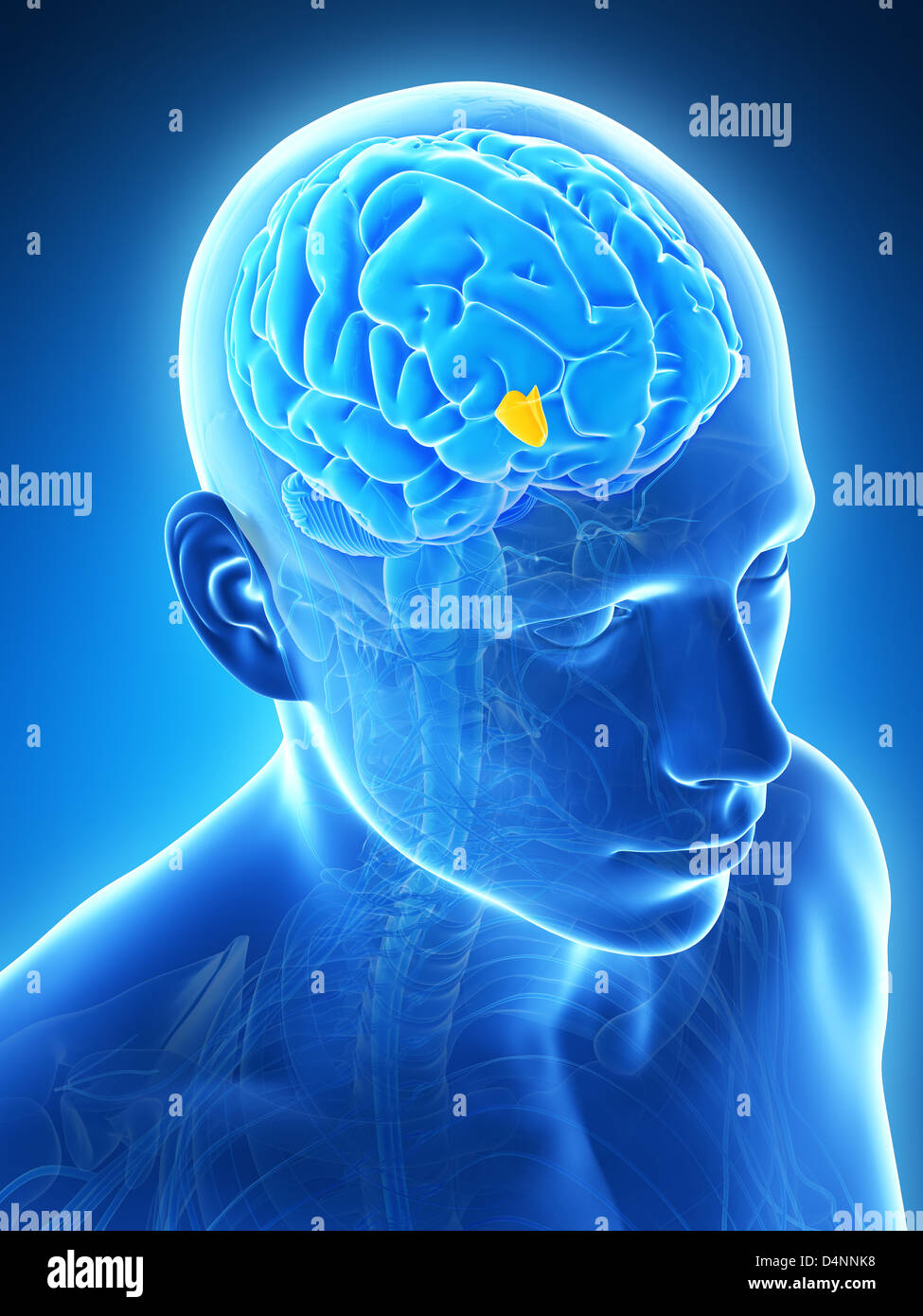 Hypothalamus Stock Photos & Hypothalamus Stock Images - Alamy