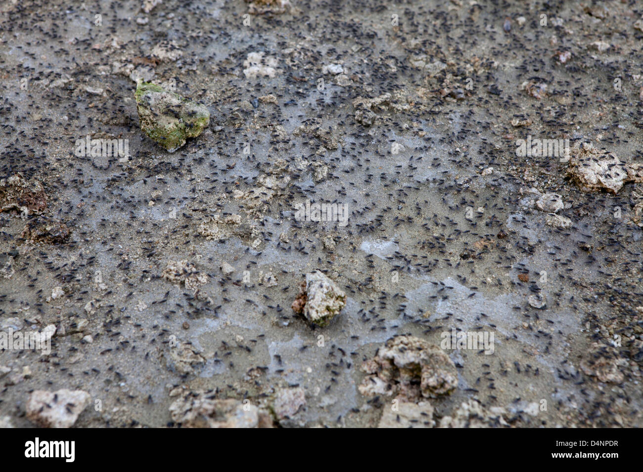 Alkali flies at Mono Lake, Eastern Sierra, California, United States of ...