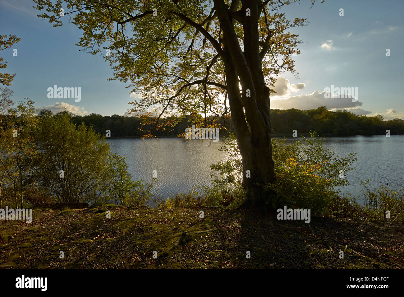 Virginia Water in Autumn Stock Photo - Alamy
