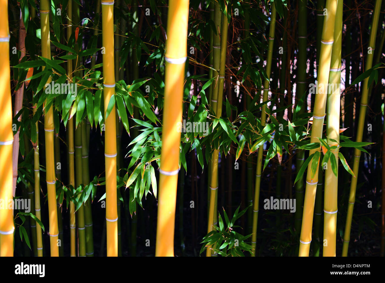 Bamboo sticks High Resolution Stock Photography and Images - Alamy