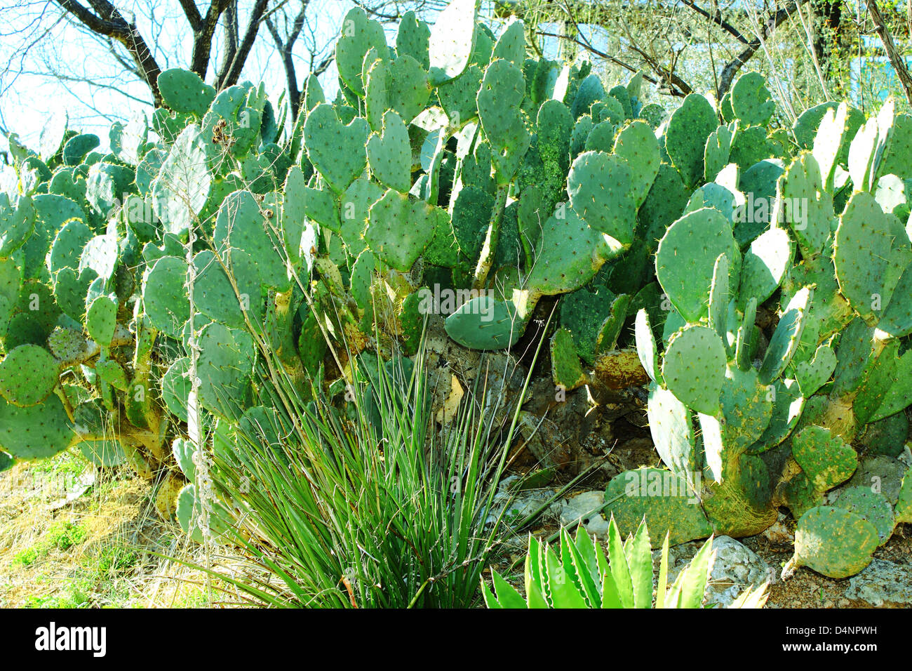 green catus in sun Stock Photo - Alamy