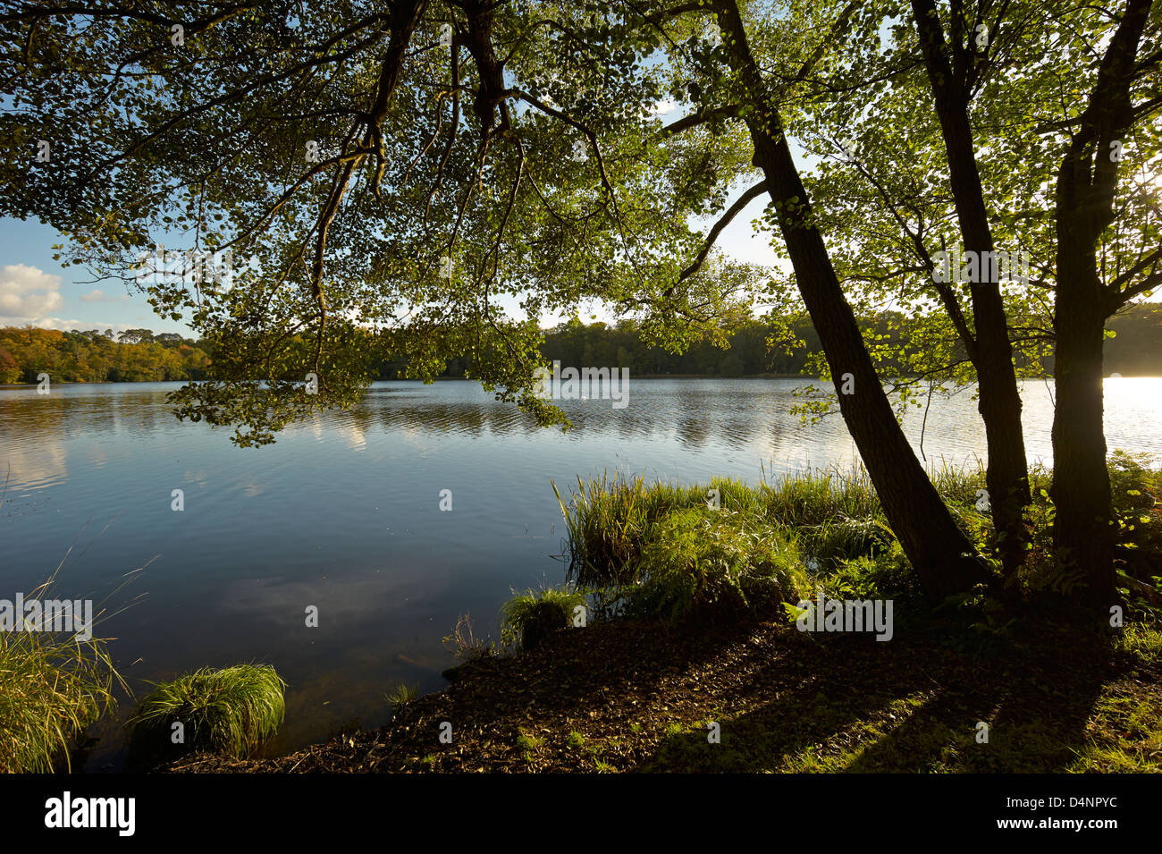 Virginia Water in Autumn Stock Photo - Alamy