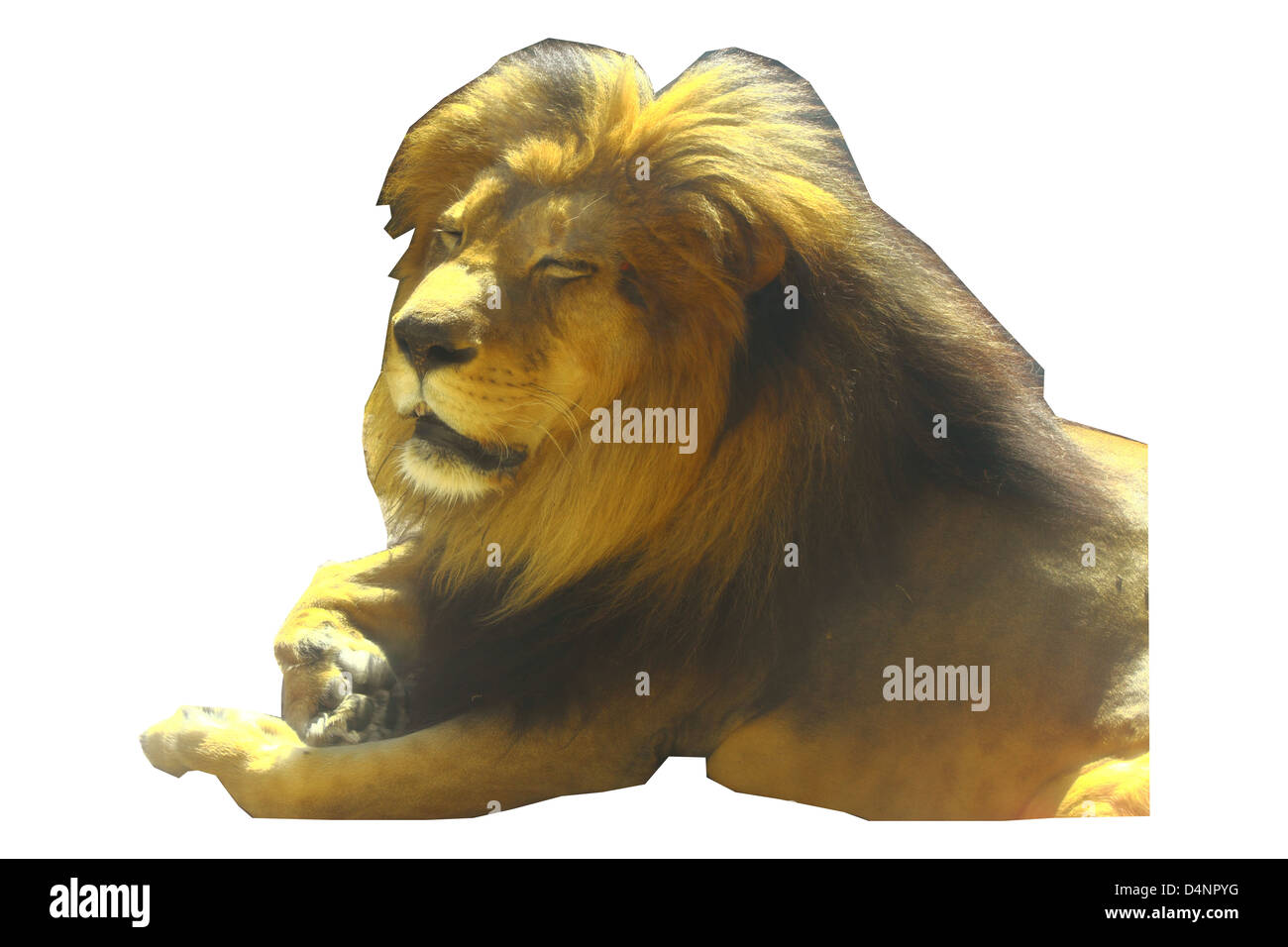Most beautiful lion hi-res stock photography and images - Alamy