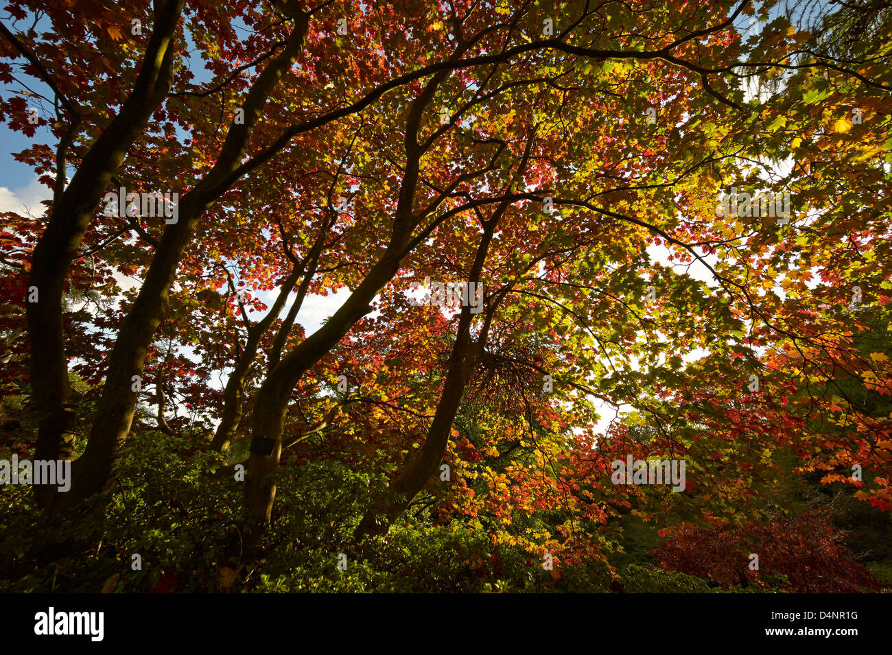 Russet color hi-res stock photography and images - Alamy