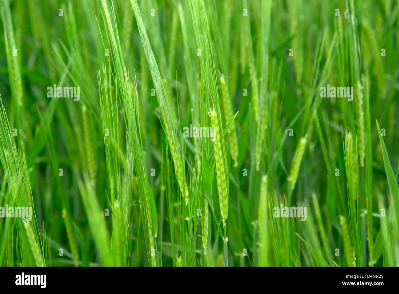nature background with fresh green grain spikes Stock Photo - Alamy