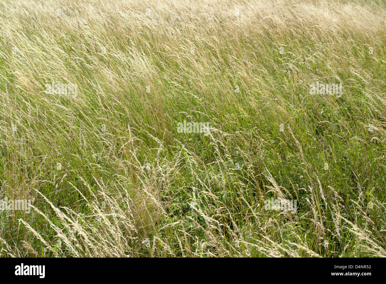 natural background with long grass Stock Photo - Alamy