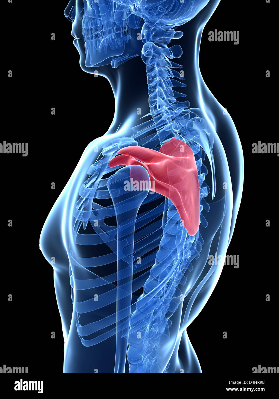 Rendering Illustration Male X Ray Blue Black Part Red Highlighted 3d ...