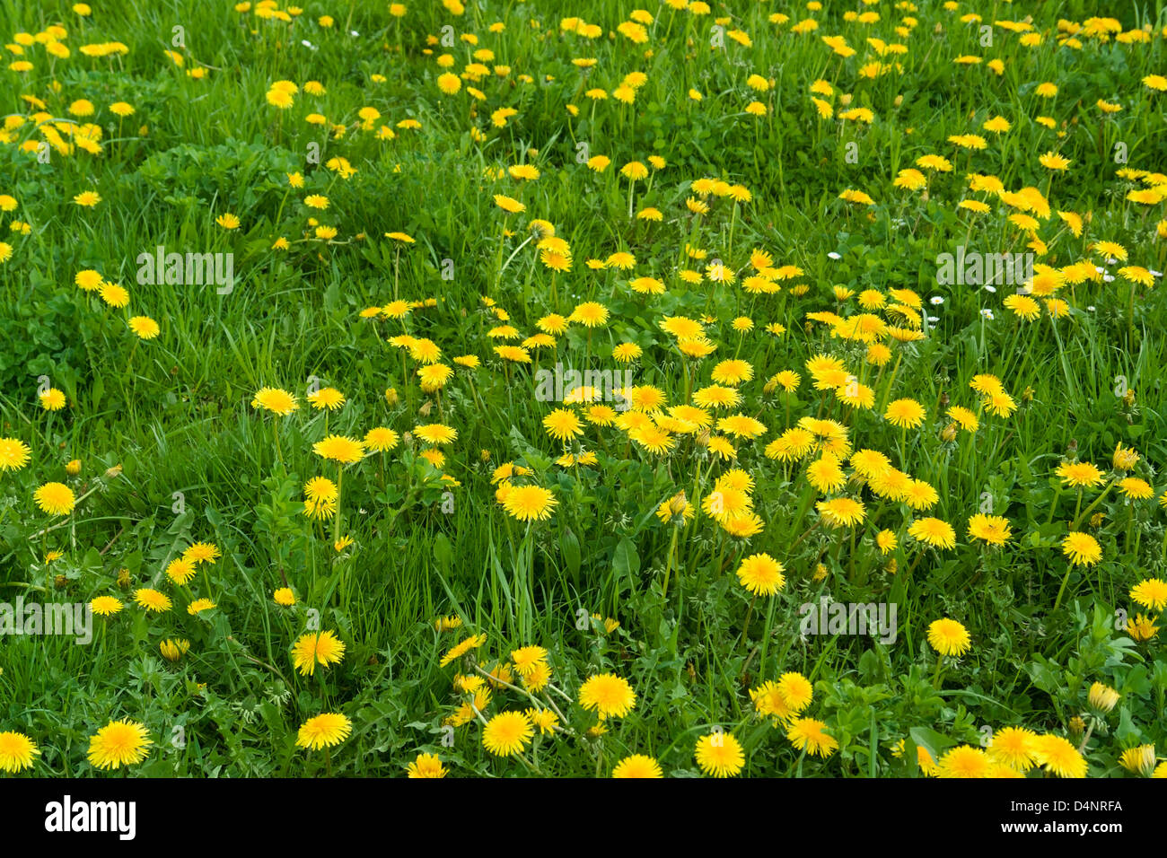 Overgrown dandelion hi-res stock photography and images - Alamy