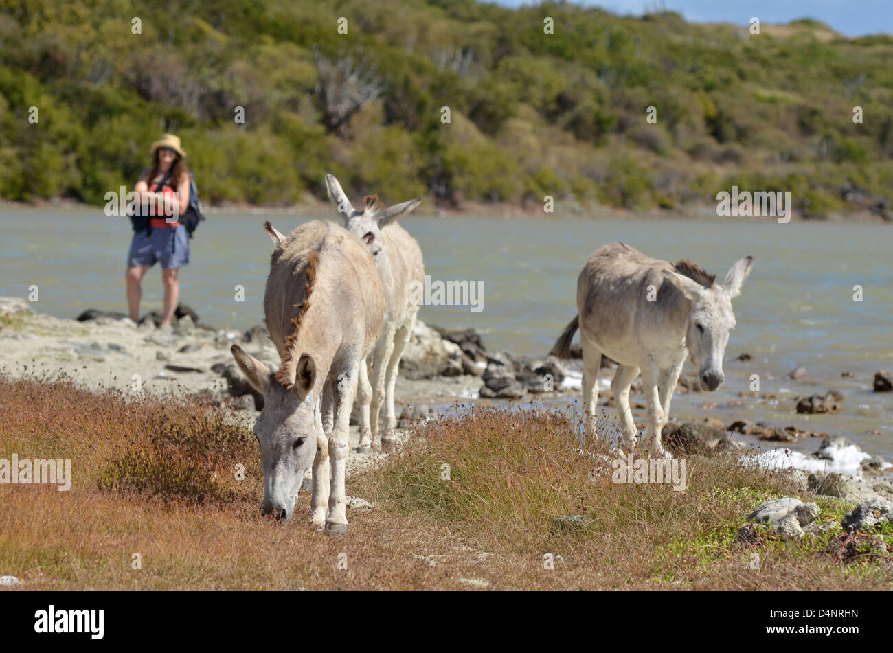 Hiker watching feral burros at Salt Pond, Virgin Islands National Park ...