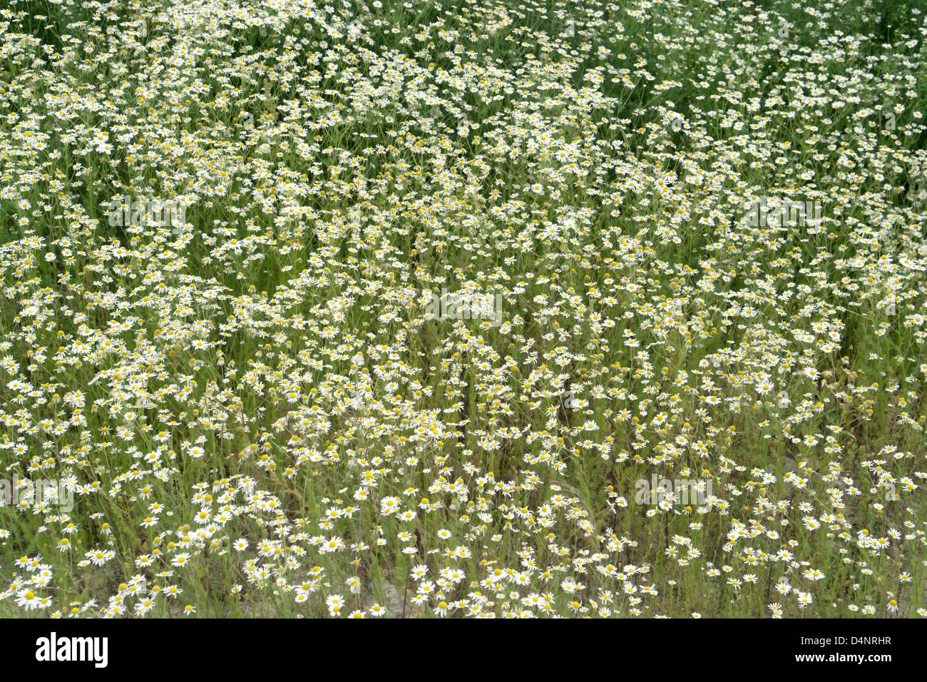 natural field with lots of blooming Camomile plants Stock Photo - Alamy