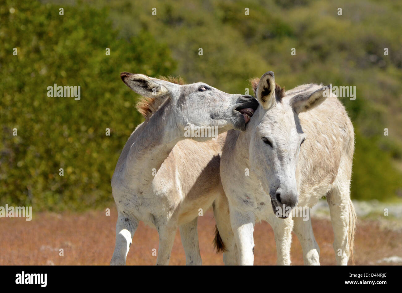 Feral burros at Salt Pond, Virgin Islands National Park, St. John, U.S ...