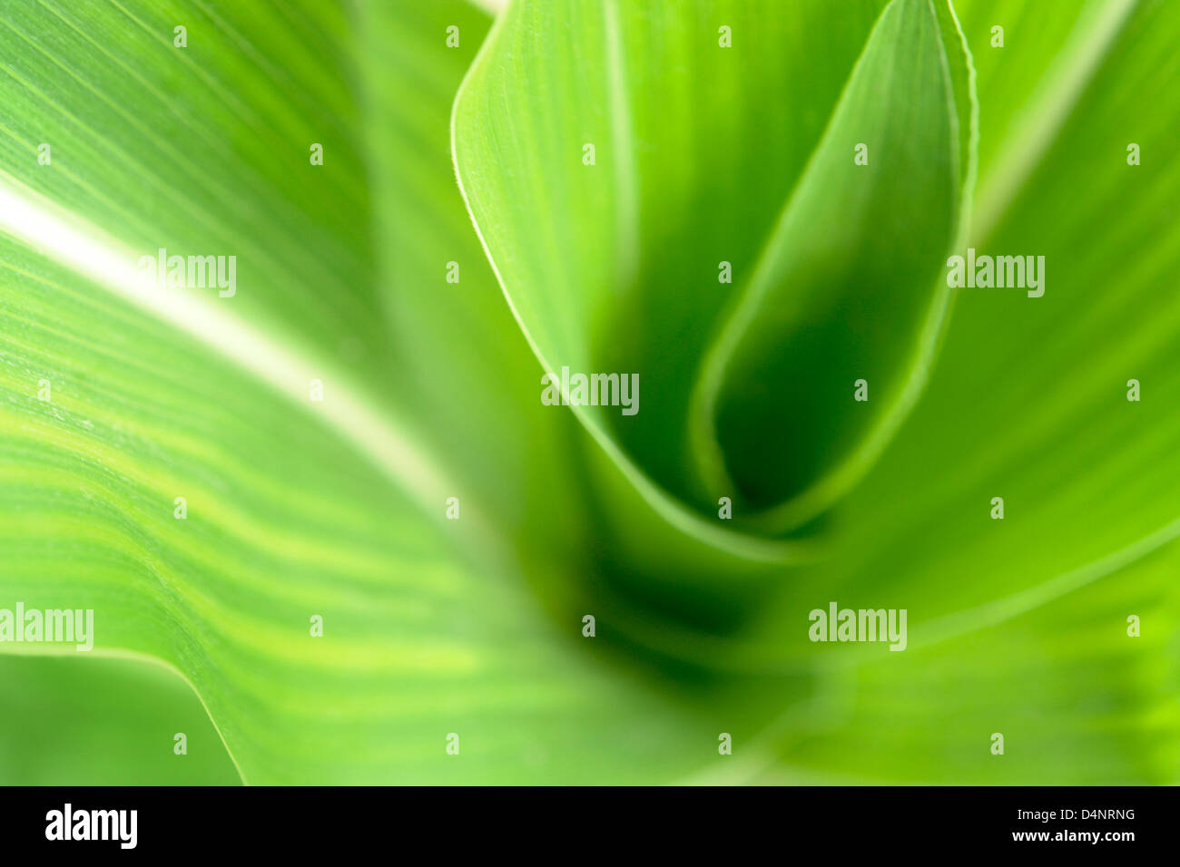abstract full frame green corn plant detail Stock Photo - Alamy
