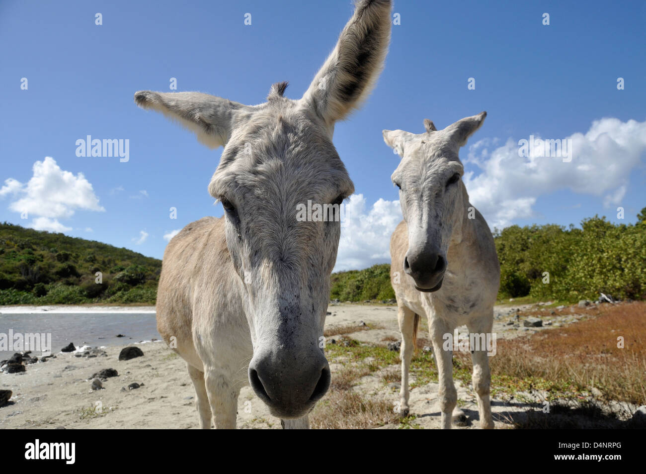 Feral burros at Salt Pond, Virgin Islands National Park, St. John, U.S ...