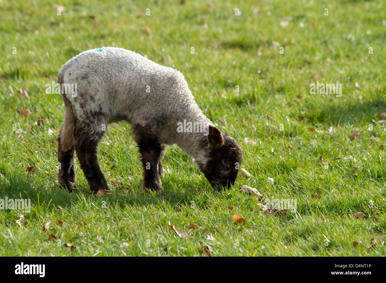 While very small lamb hi-res stock photography and images - Alamy