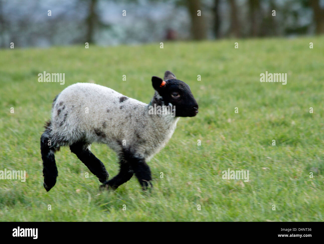 Running Lamb High Resolution Stock Photography and Images - Alamy