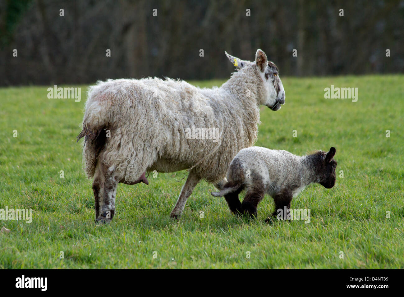 Ewe lamb sheep mother offspring lamb hi-res stock photography and ...