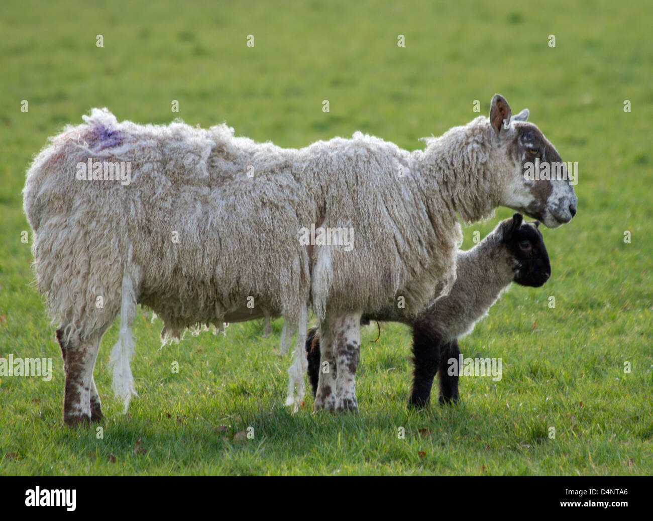 Ewe lamb sheep mother offspring lamb hi-res stock photography and ...