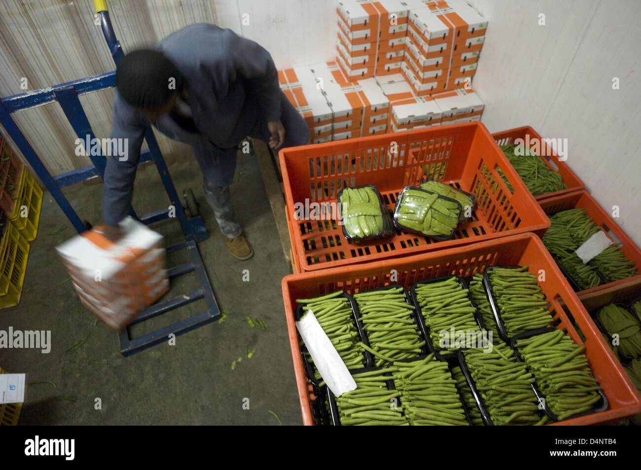 Kenya beans packing hi-res stock photography and images - Alamy