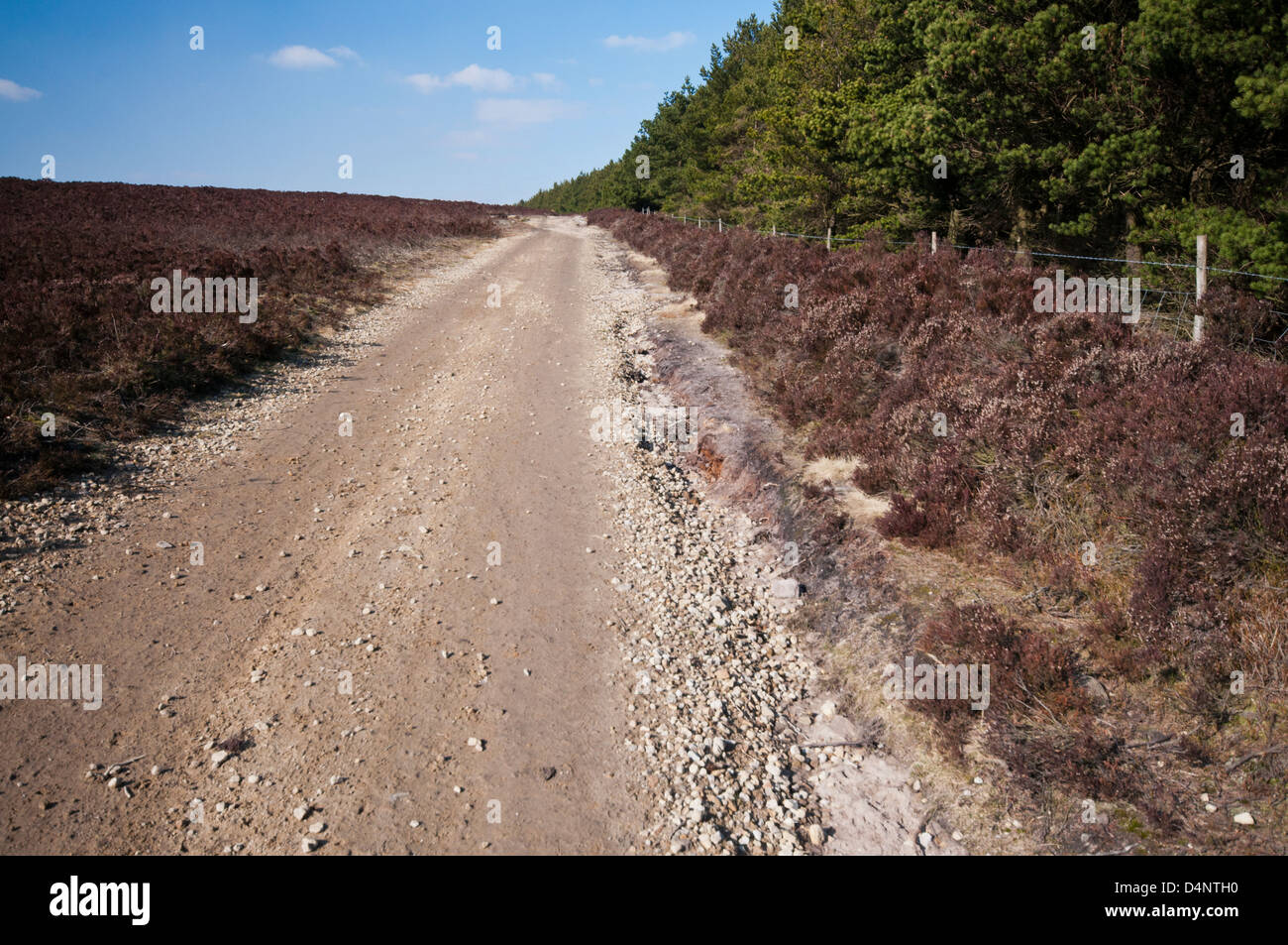 Track running beside Lady Canning's Plantation on the edge of Burbage ...