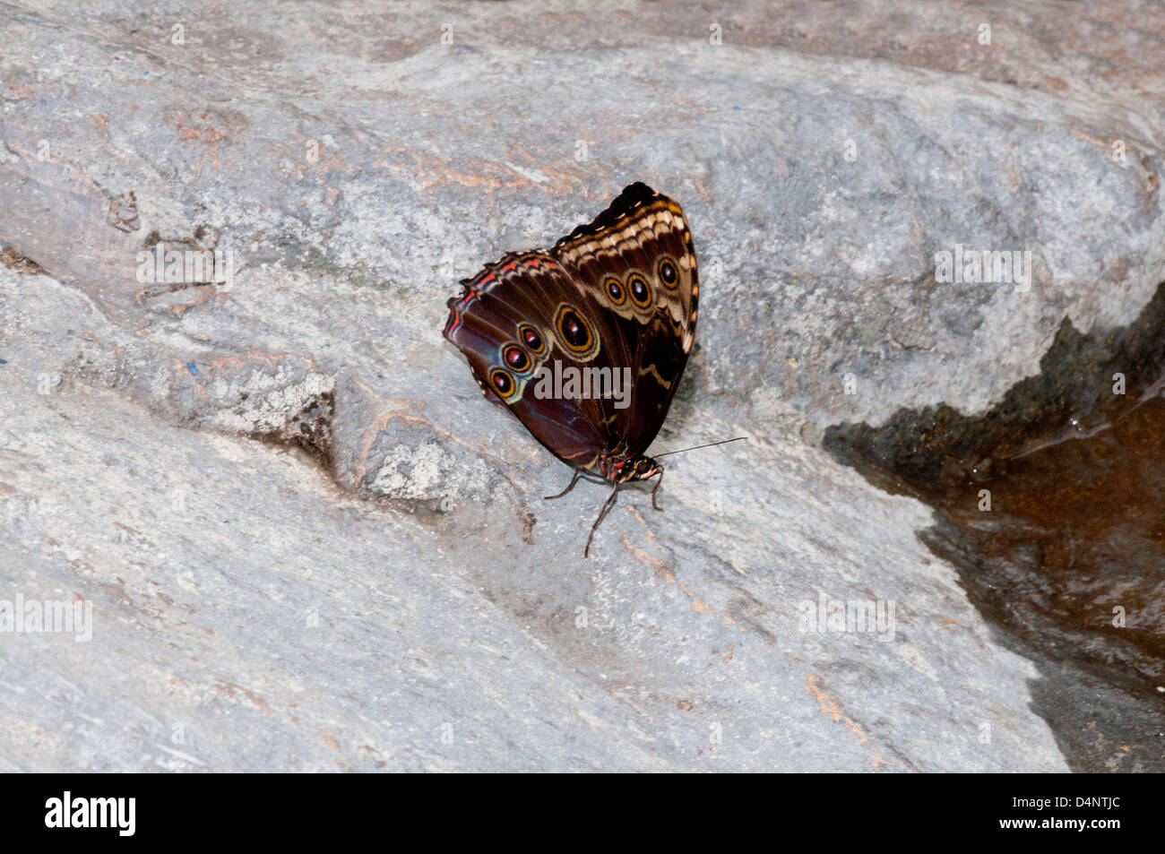 An Owl Butterfly Stock Photo - Alamy
