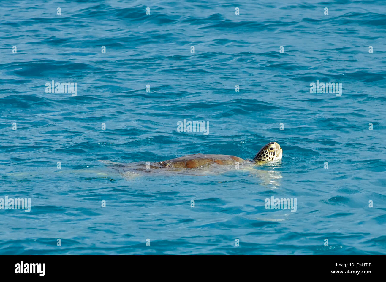 British virgin island turtle hi-res stock photography and images - Alamy