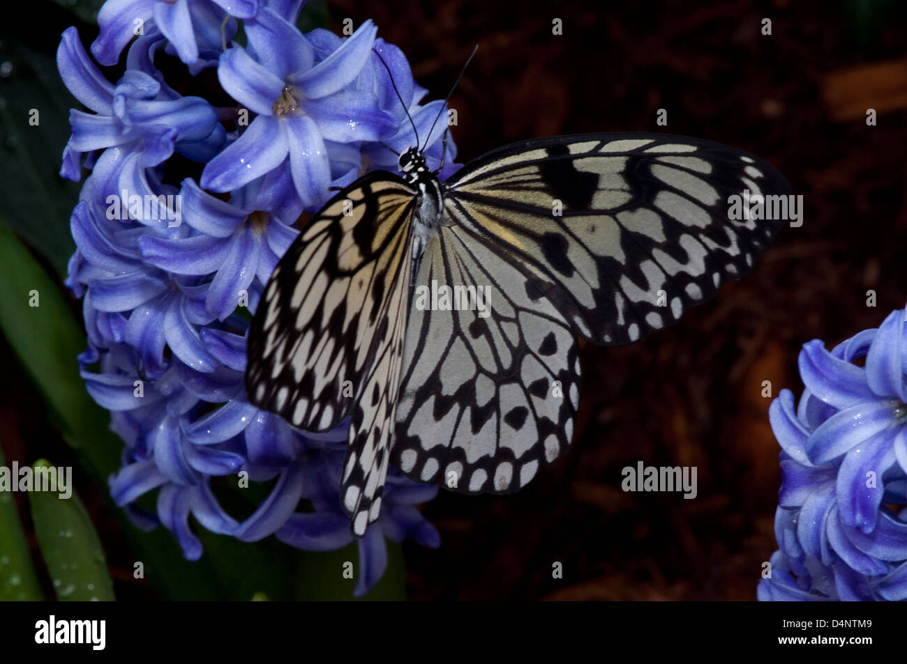 Idea butterfly hi-res stock photography and images - Alamy