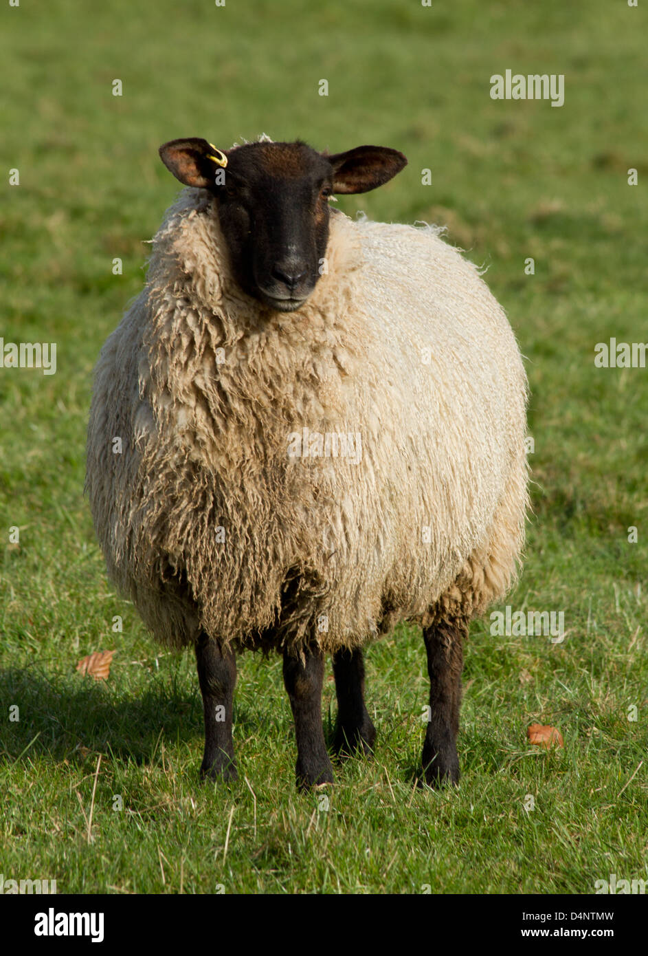 Breeding ewe hi-res stock photography and images - Alamy