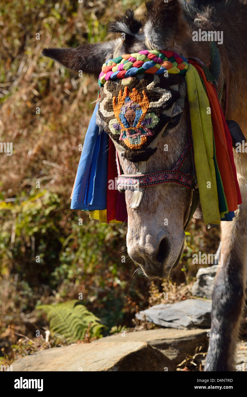 Favoured mule train mule hi-res stock photography and images - Alamy