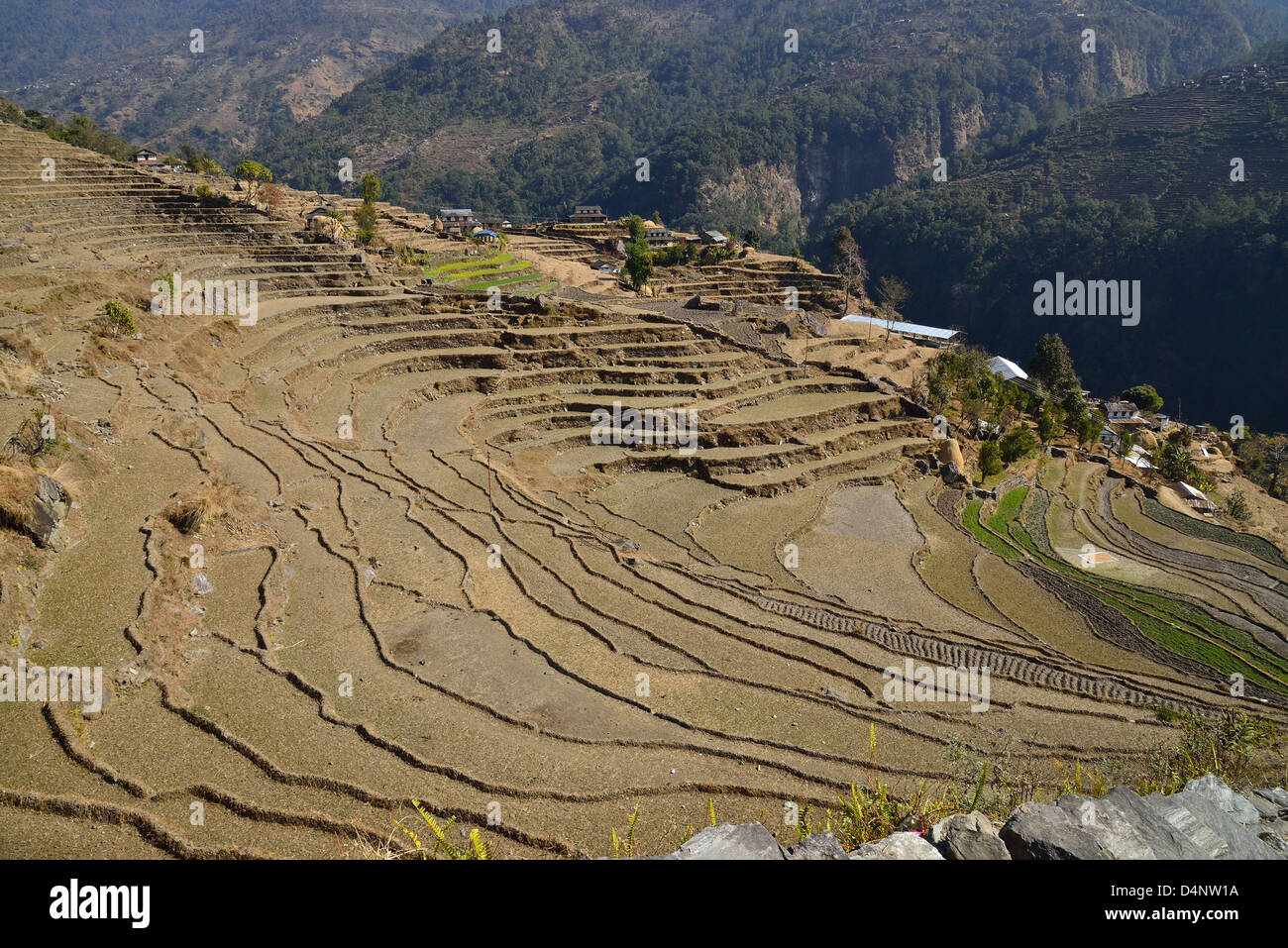 A view of Nepalese terraced field system, used in farming Stock Photo ...