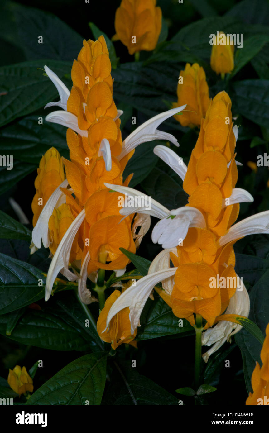 A Lollipop plant Stock Photo - Alamy